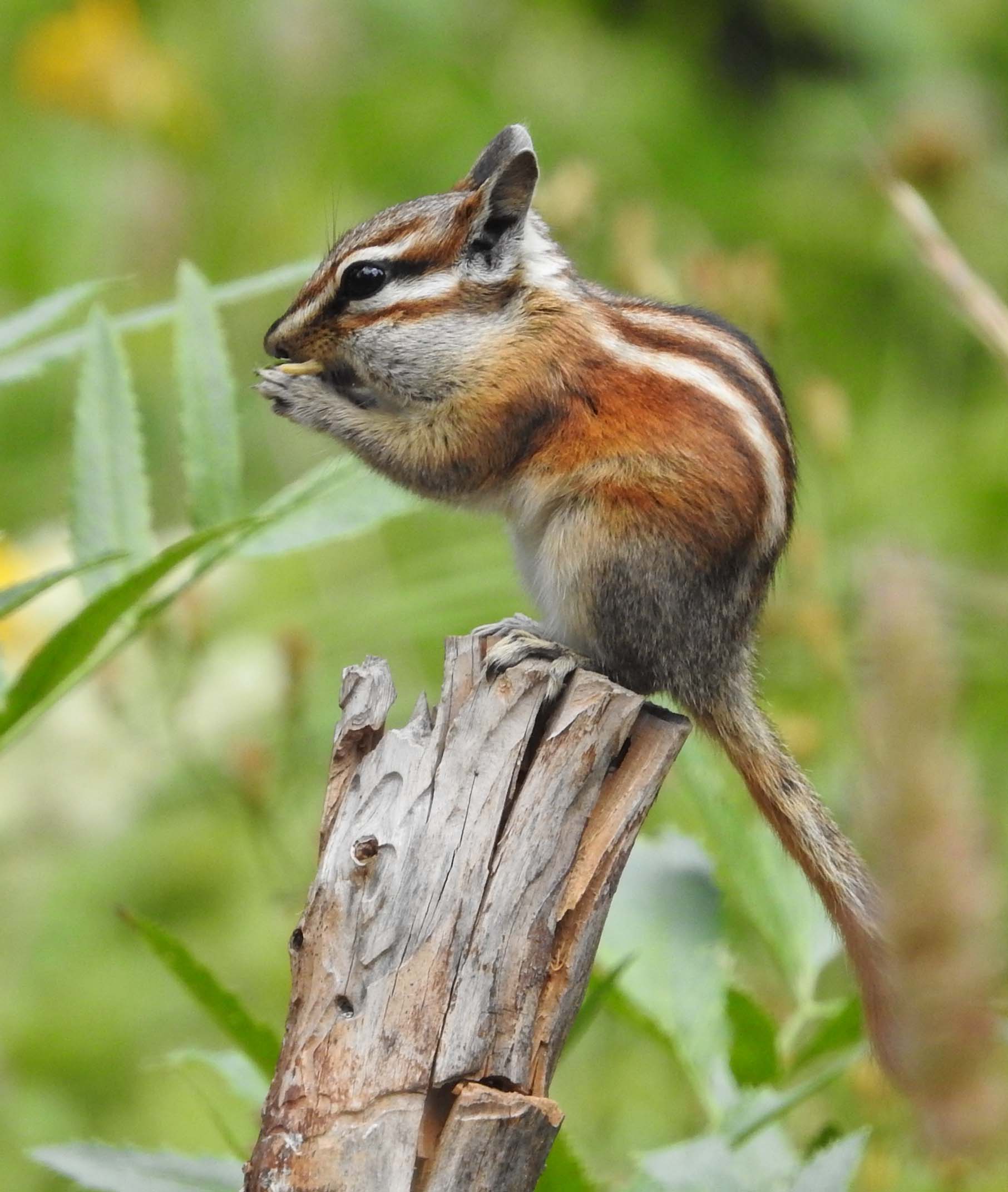 The Mountain Messenger